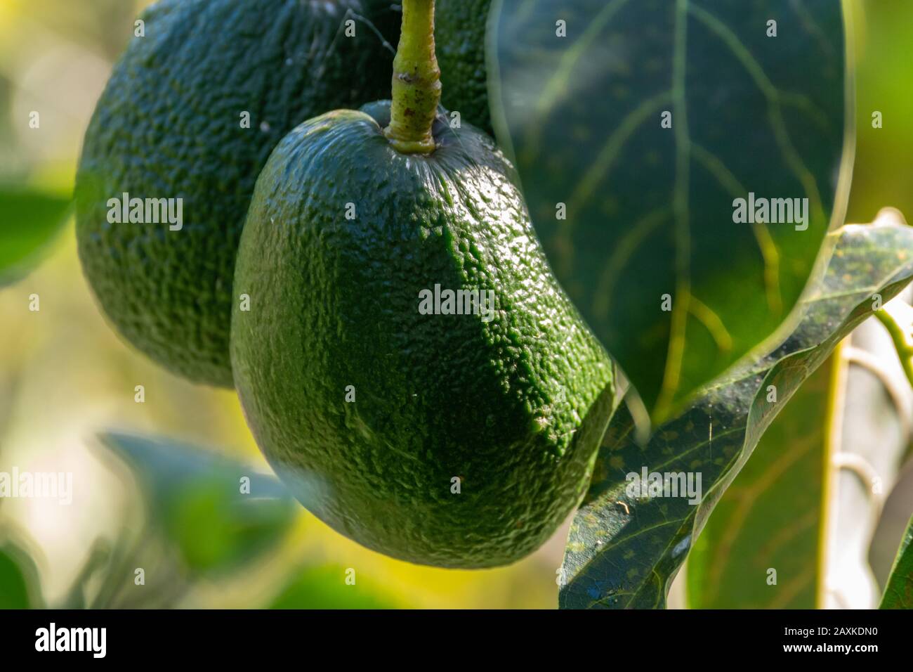 New harvest on avocado trees plantations on La Palma island, Canary ...