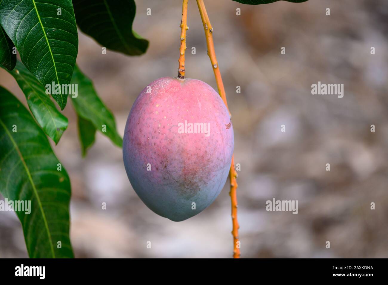 Eco farming on La Palma island, plantations with organic mango trees ...