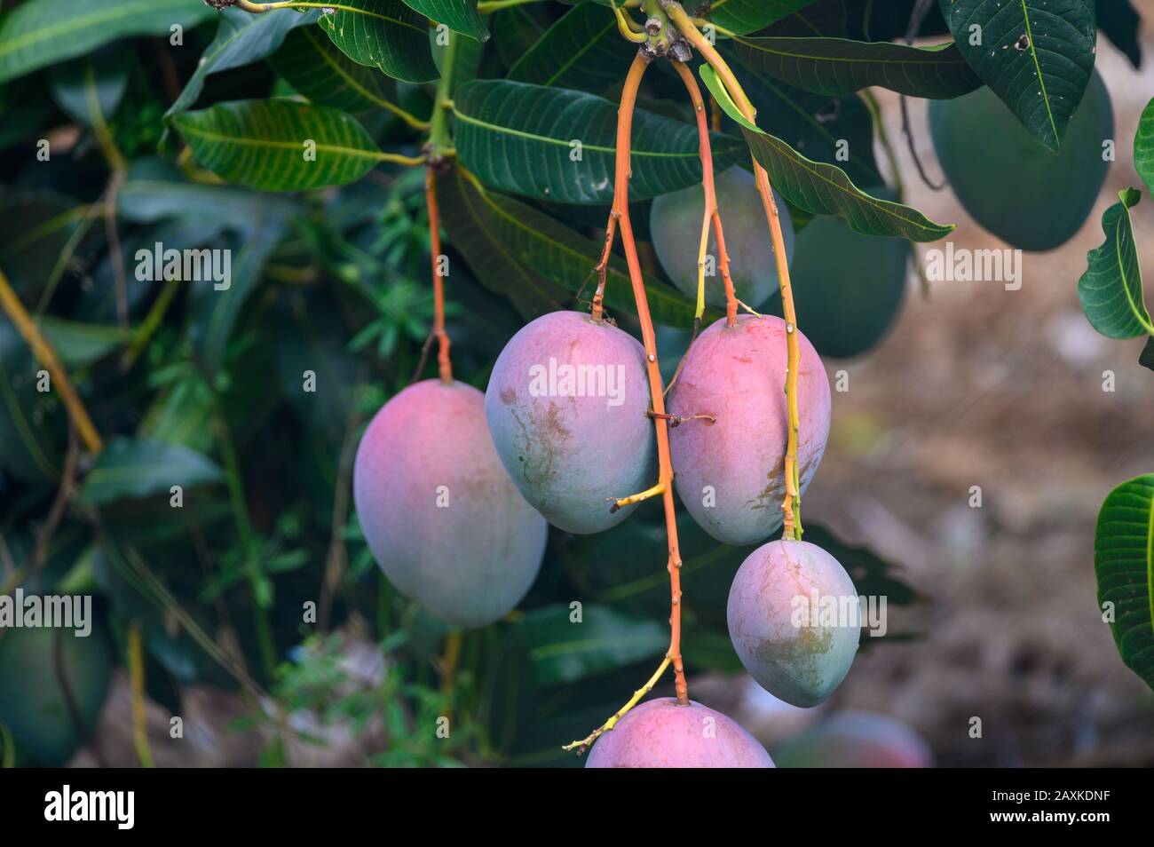 Eco farming on La Palma island, plantations with organic mango trees ...