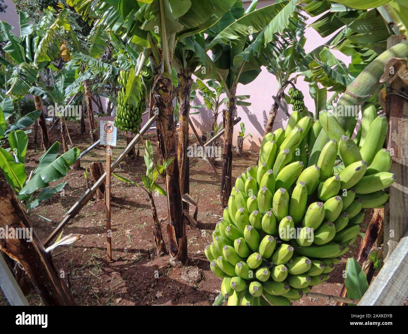 Bananas ripening on the tree in the Madeira sunshine in February ...
