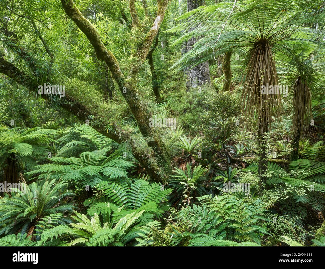 Unspoiled new forest hi-res stock photography and images - Alamy