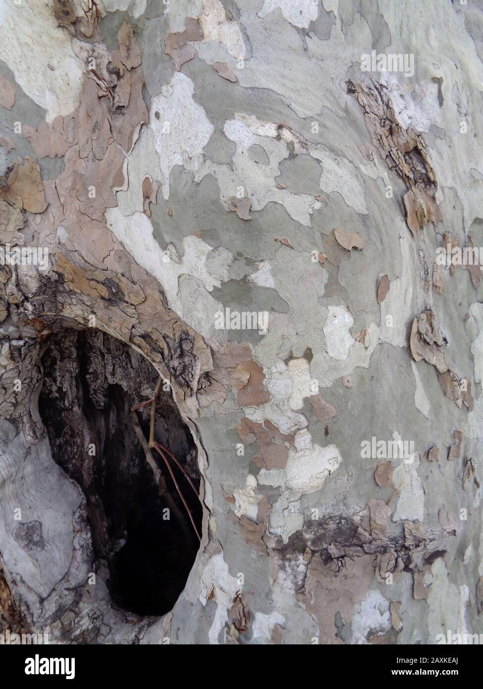 Large hole in trunk of tree in the winter sunshine of Madeira abstract ...