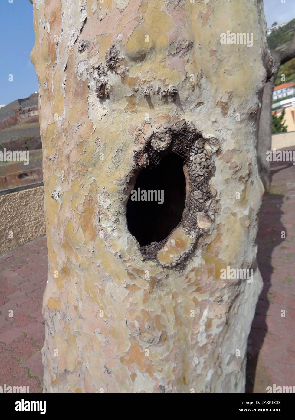 Large hole in trunk of tree in the winter sunshine of Madeira abstract ...