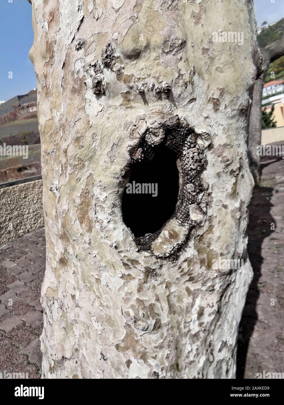 Large hole in trunk of tree in the winter sunshine of Madeira abstract ...
