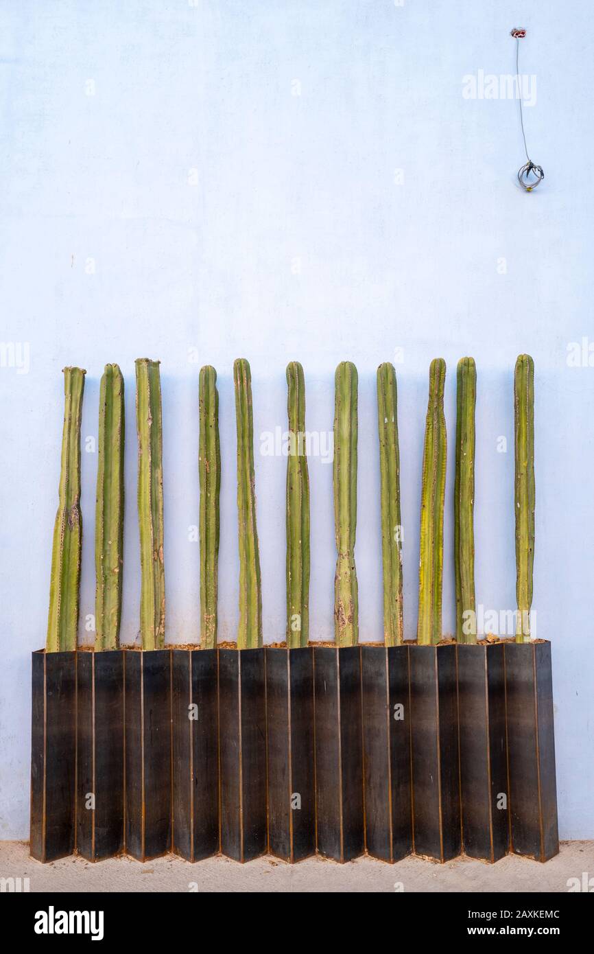 Traditional Mexican cactus plants in pots outside a brightly coloured ...