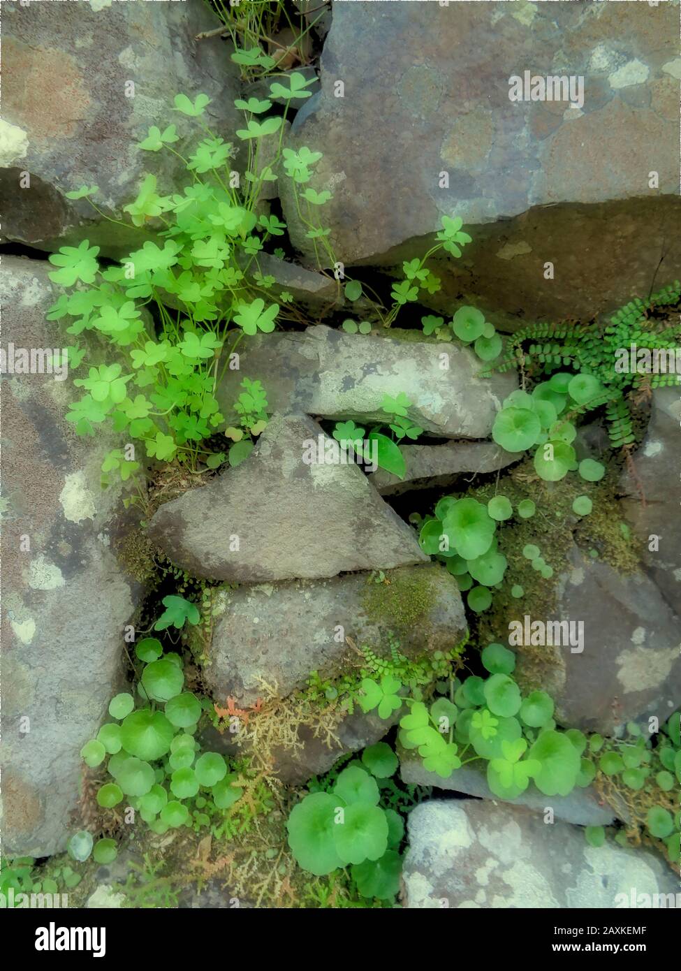 Plants apparently growing on solid rock, Madeira, Portugal, European ...