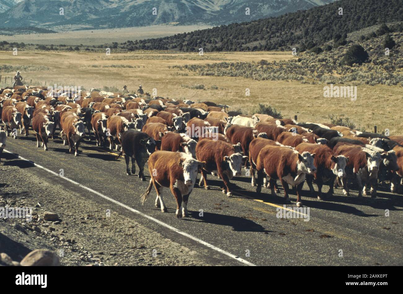 Herding hereford cattle hi-res stock photography and images - Alamy