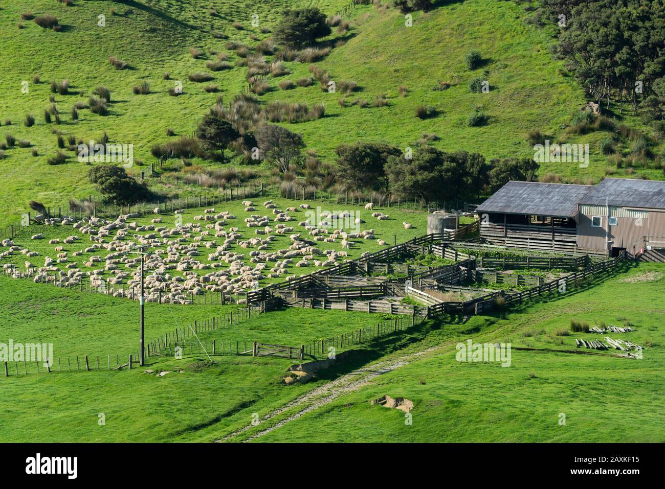Flock of sheep, farm, Tasman, South Island, New Zealand, Oceania Stock ...