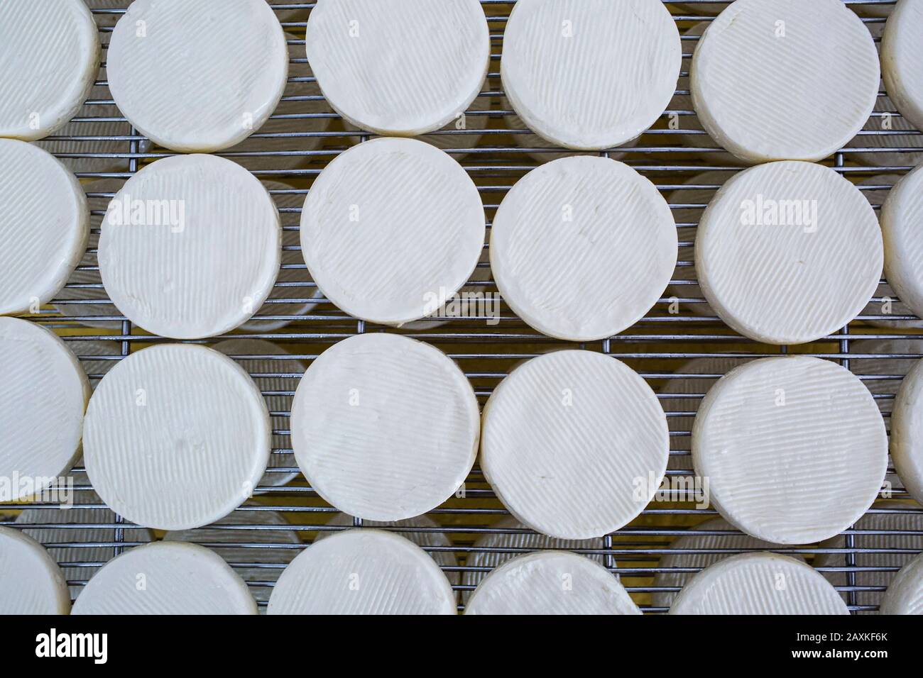 High angle close up of cheese-making, Camembert cheese drying in cool ...