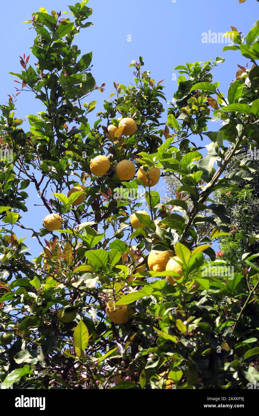 Orchard israel hi-res stock photography and images - Alamy