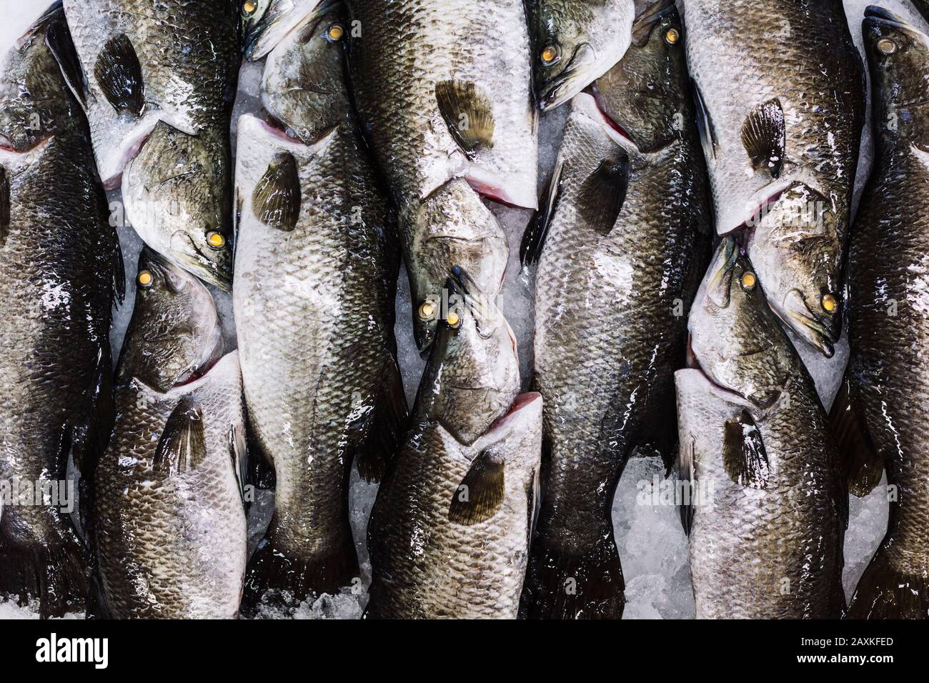 High angle close up of barramundi on ice ready to be cut into portions ...