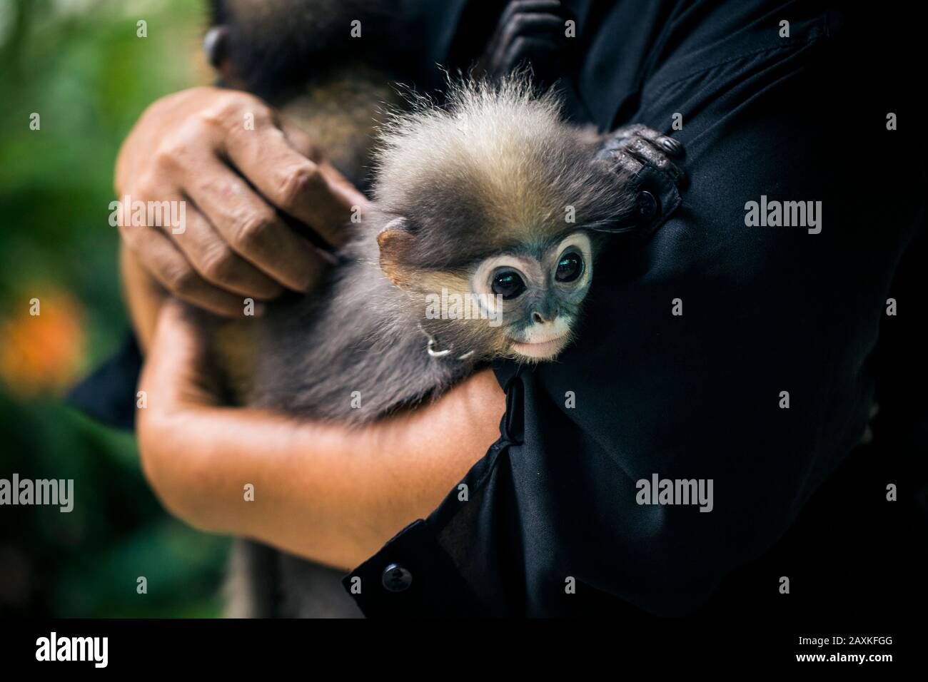 Person holding animal monkey hi-res stock photography and images - Alamy