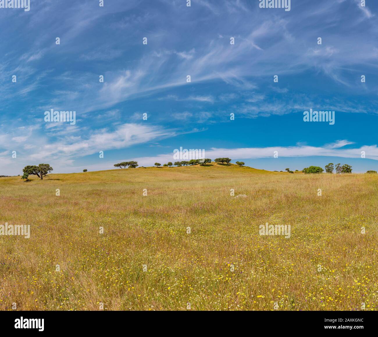 Cork oaks on a hill with meadow flowers, Castro Verde, Portugal Stock ...