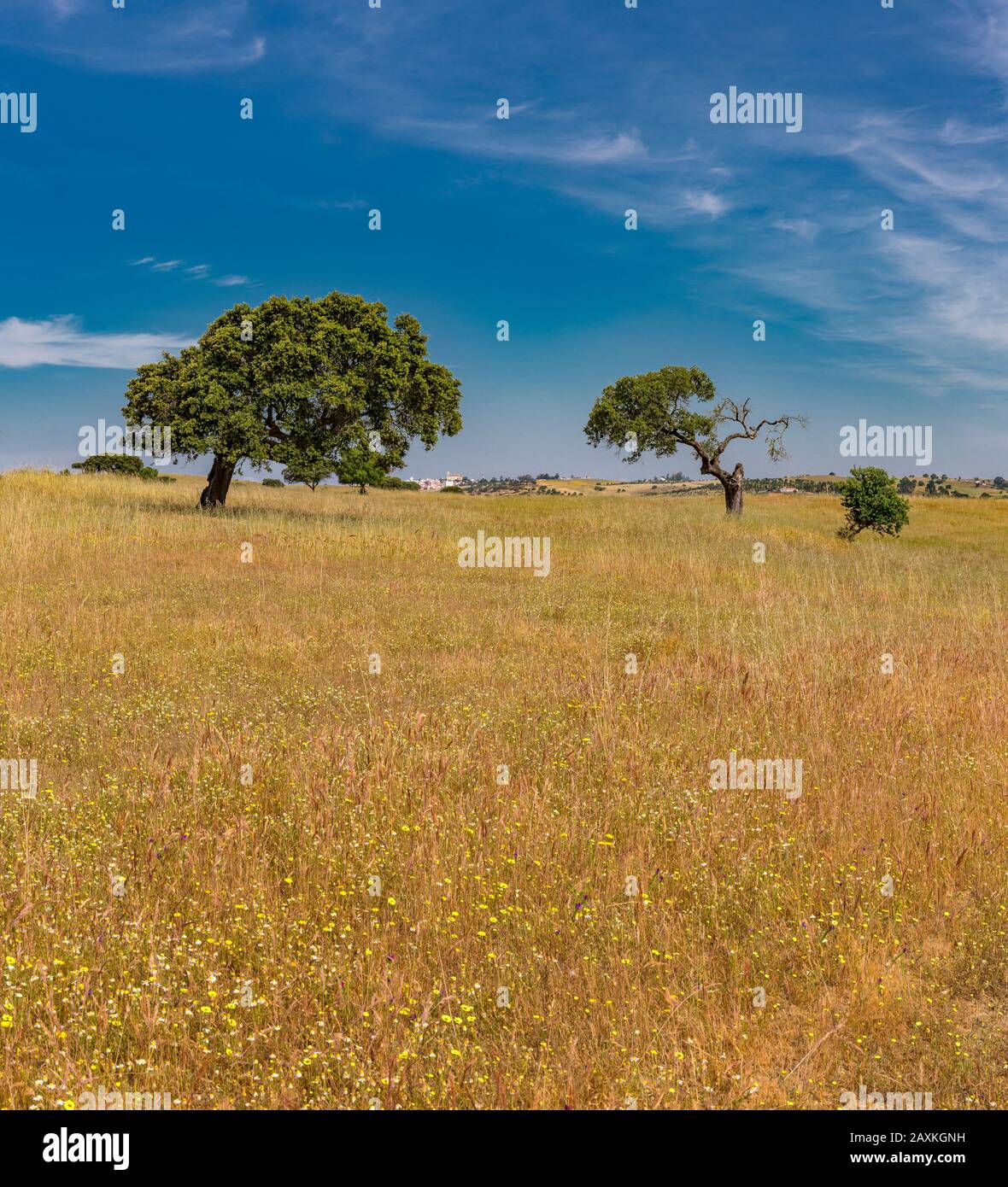 Solitary trees in a roling landscape, Castro Verde, Portugal Stock ...