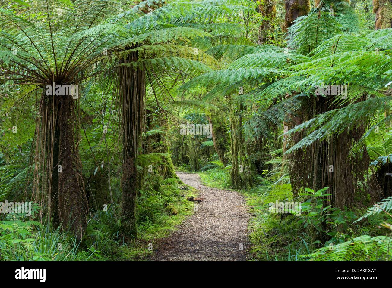 Rainforest Loop Track High Resolution Stock Photography and Images - Alamy
