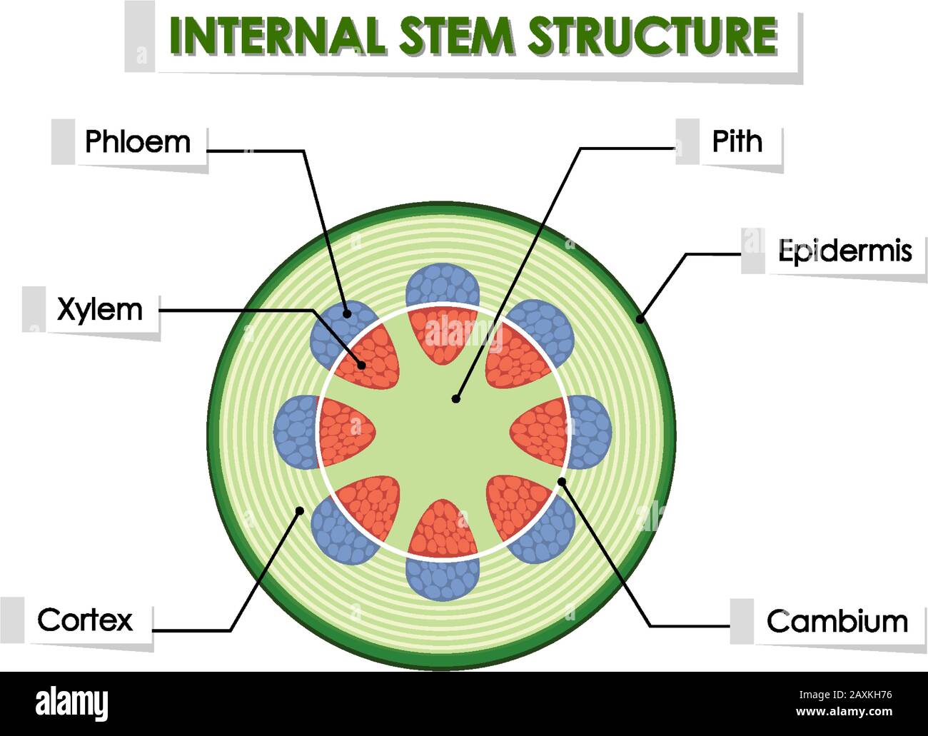 Diagram showing internal stem structure illustration Stock Vector Image ...