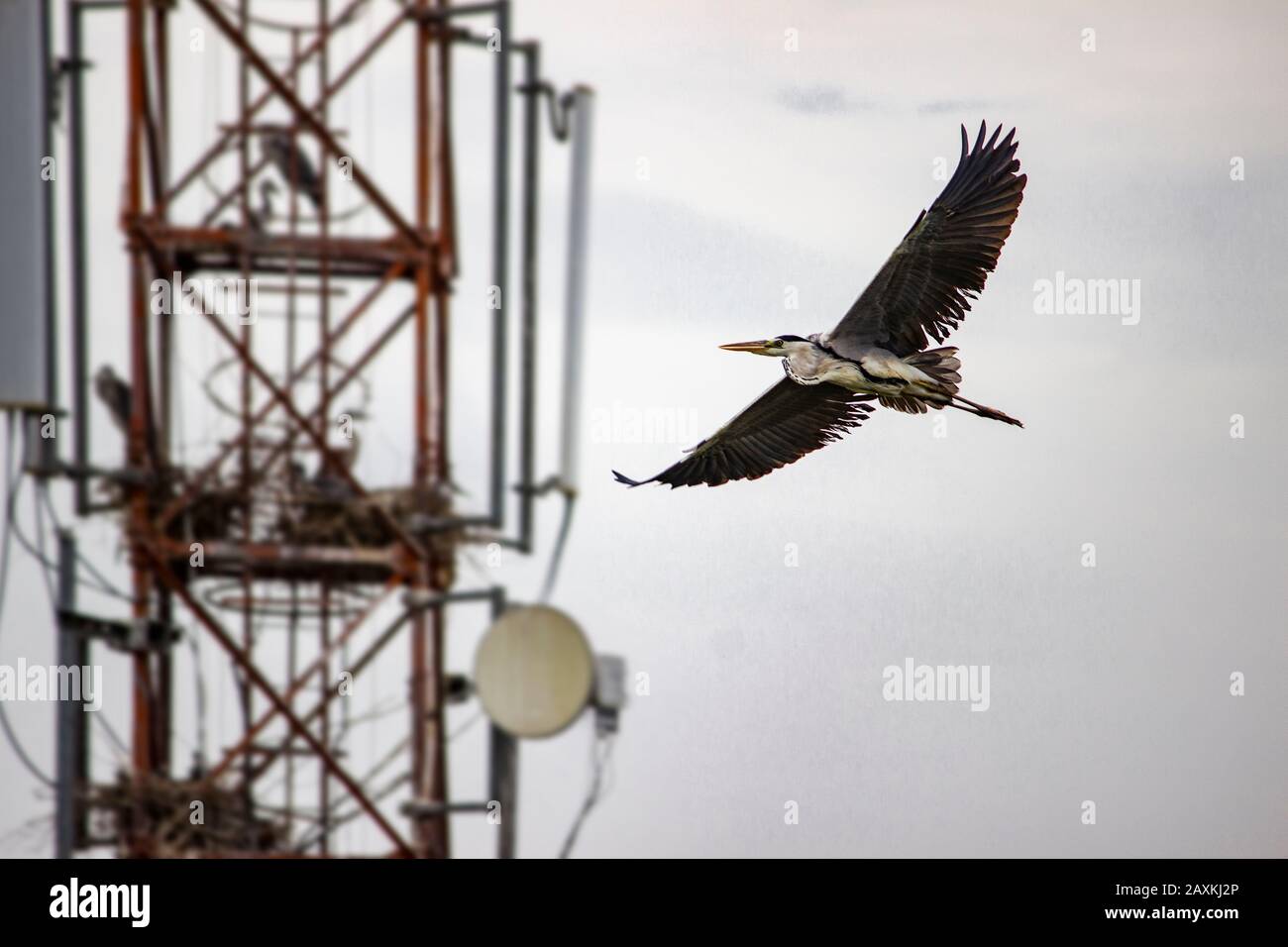 Bird Flying with open wings Stock Photo - Alamy
