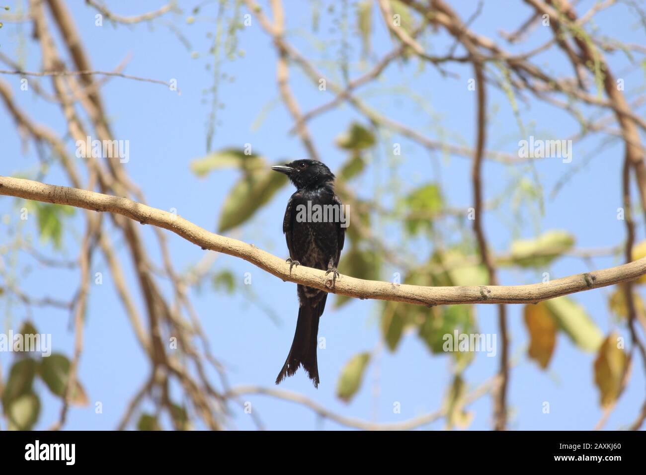 Black Drongo Bird sitting on a small tree branch and looking side stock ...