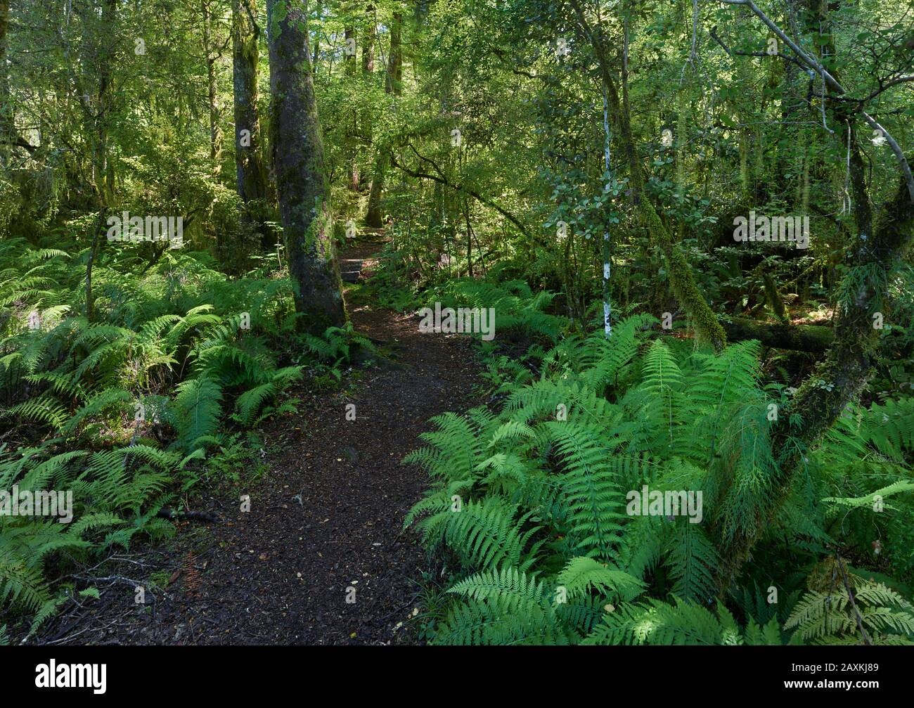 Path through the Nelson Lakes National Park, Tasman, South Island, New ...