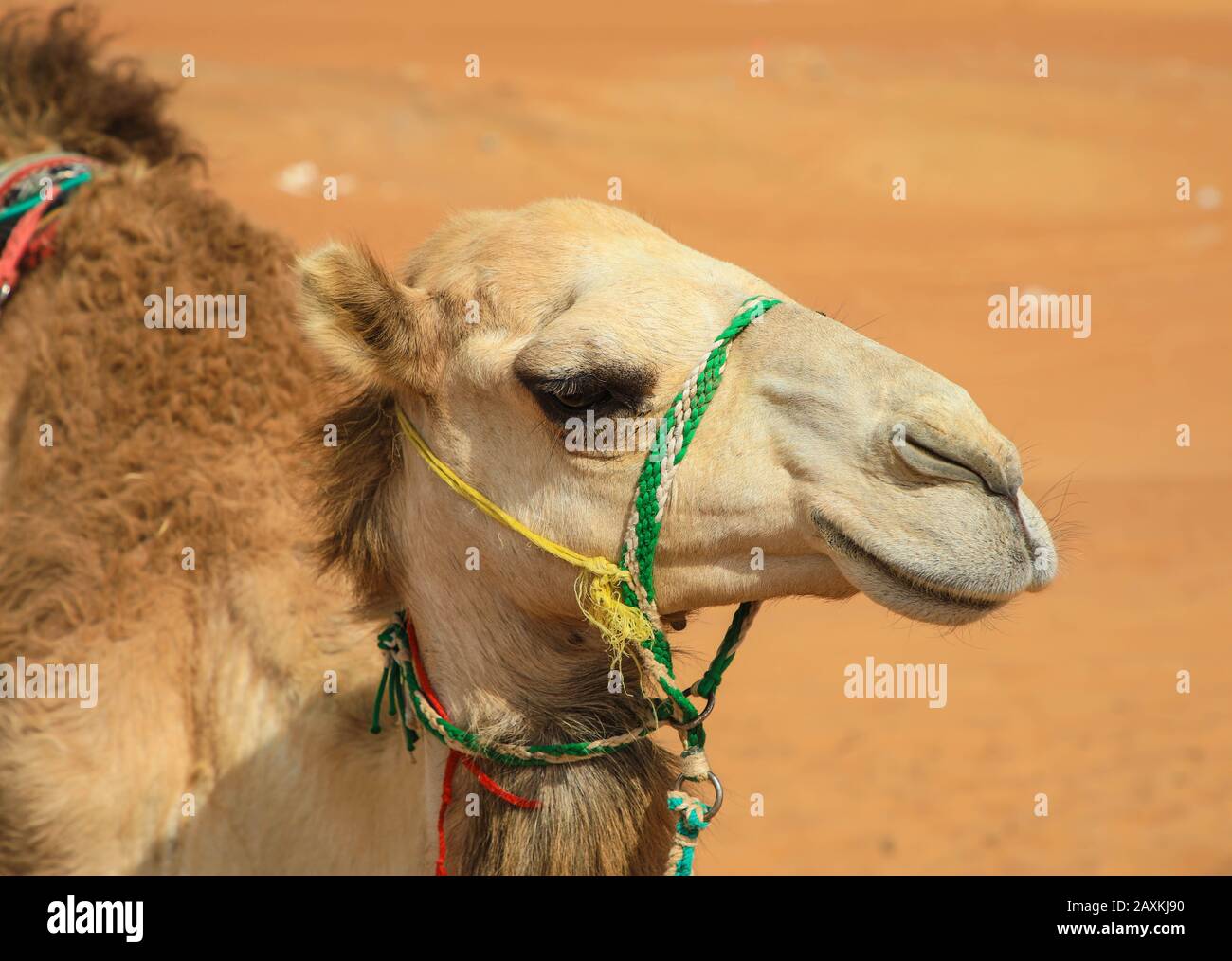 portrait of camel in desert Stock Photo - Alamy