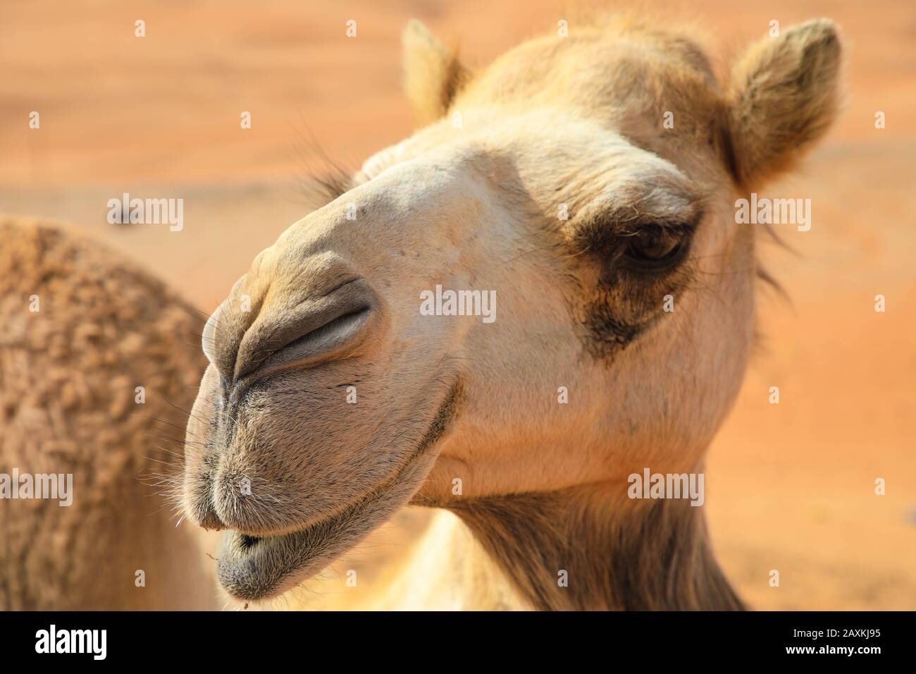 portrait of camel in desert Stock Photo - Alamy
