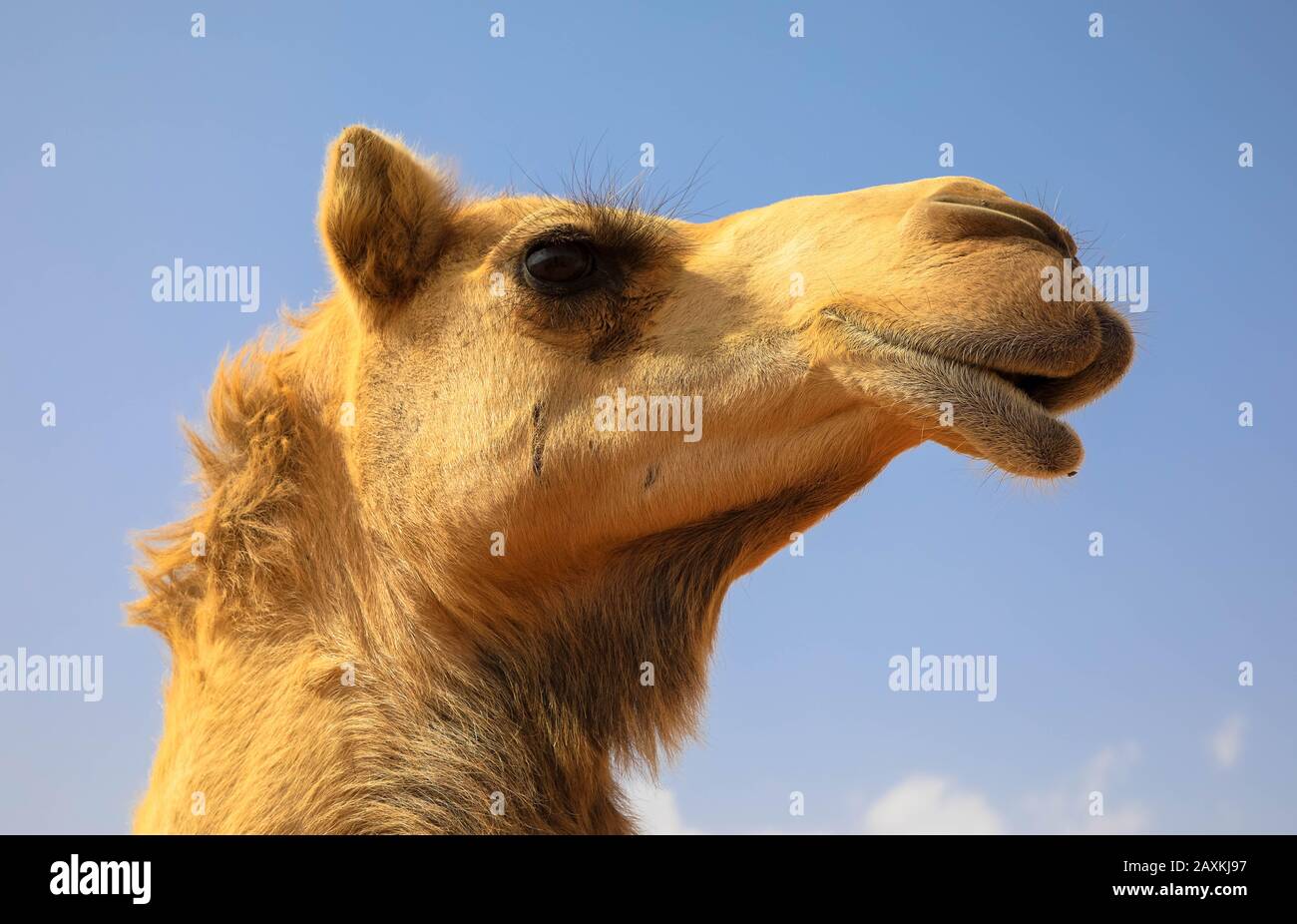 portrait of camel in desert Stock Photo - Alamy