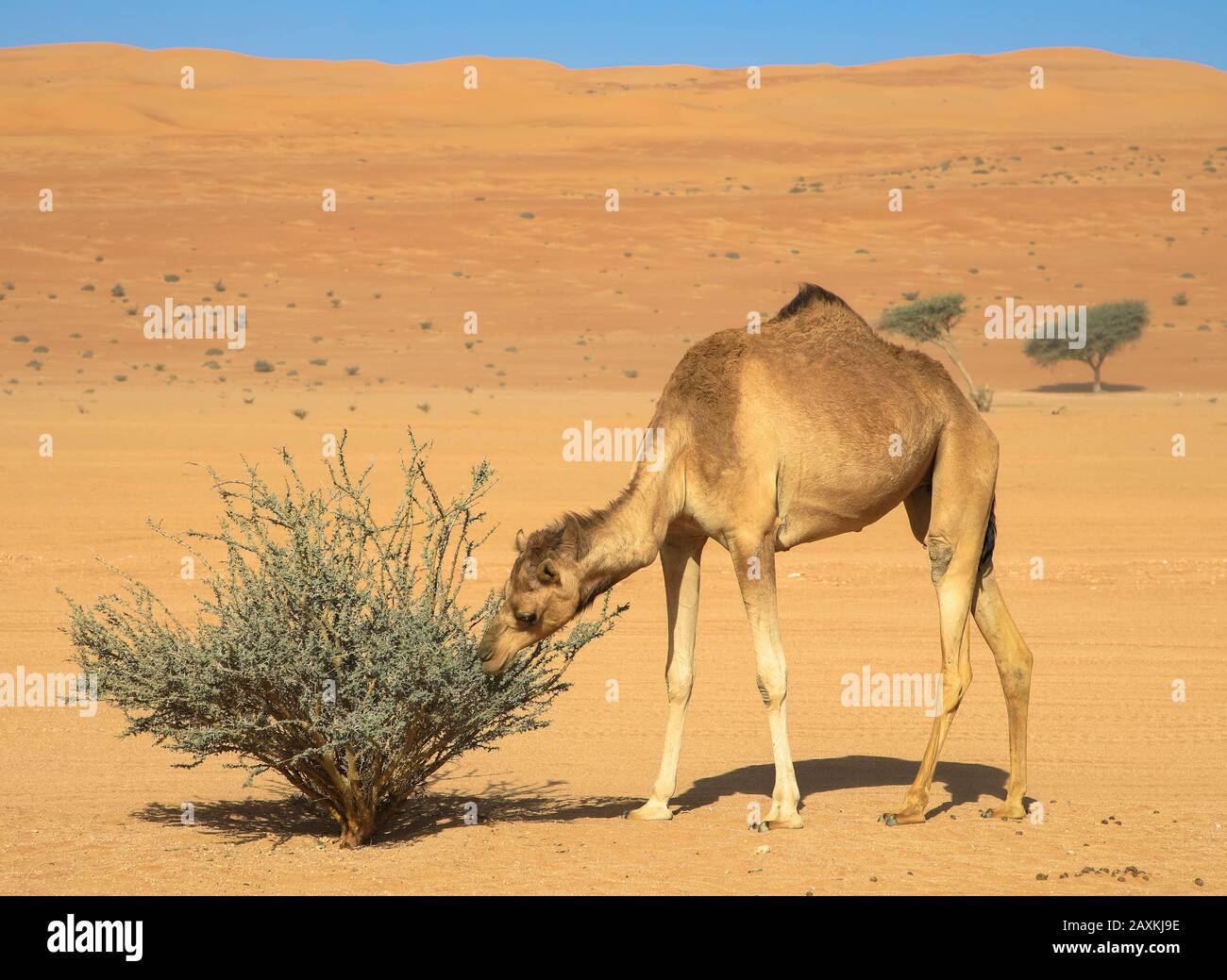 Camel in the desert of Sudan eating leaves of an bush Stock Photo - Alamy