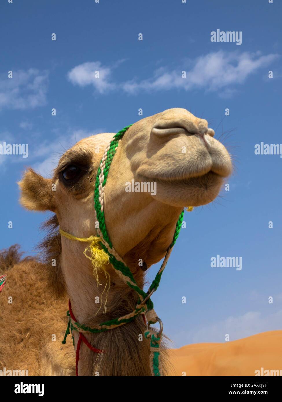 portrait of camel in desert Stock Photo - Alamy
