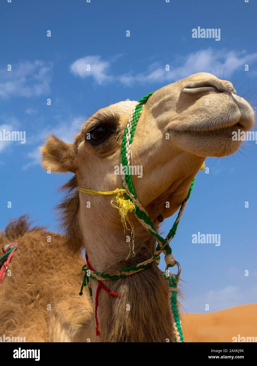 portrait of camel in desert Stock Photo - Alamy