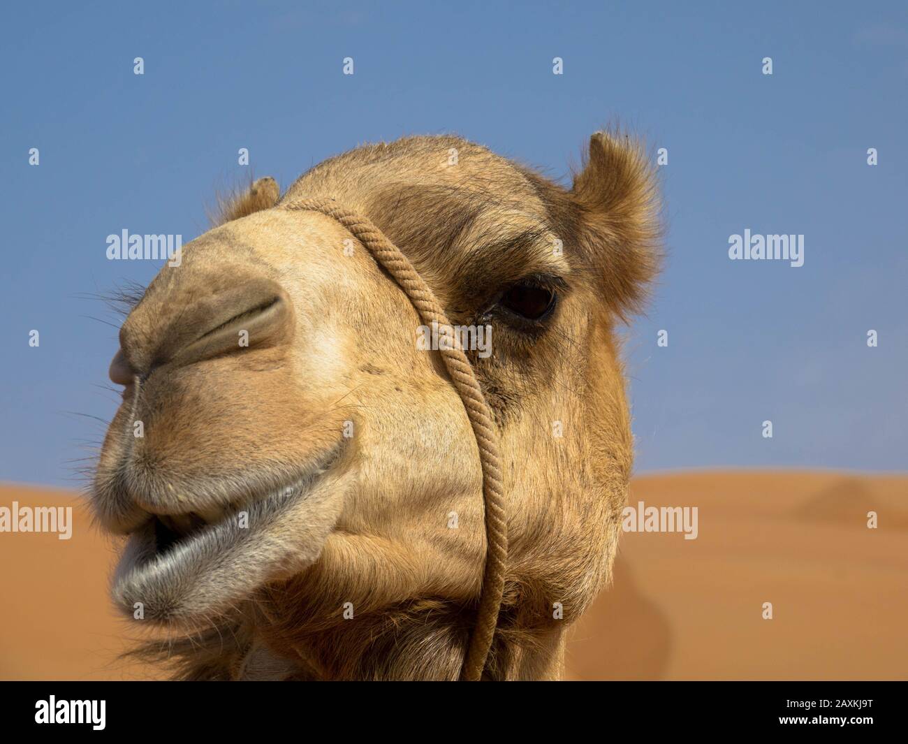 portrait of camel in desert Stock Photo - Alamy