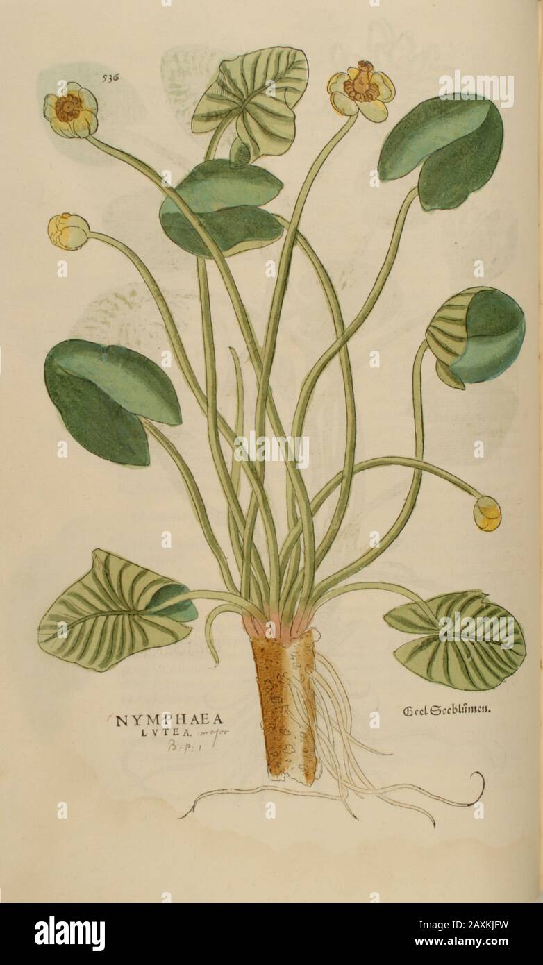 Nymphaea, 16th century, watercolor, hand painted woodcutting botanical ...