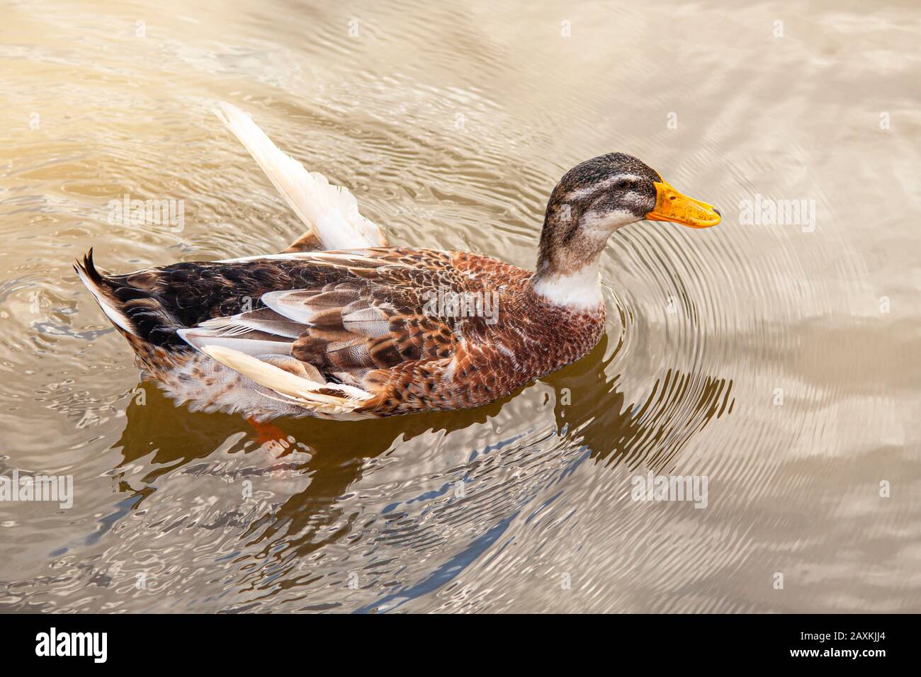 Anas platyrhynchos Linnaeus Stock Photo - Alamy