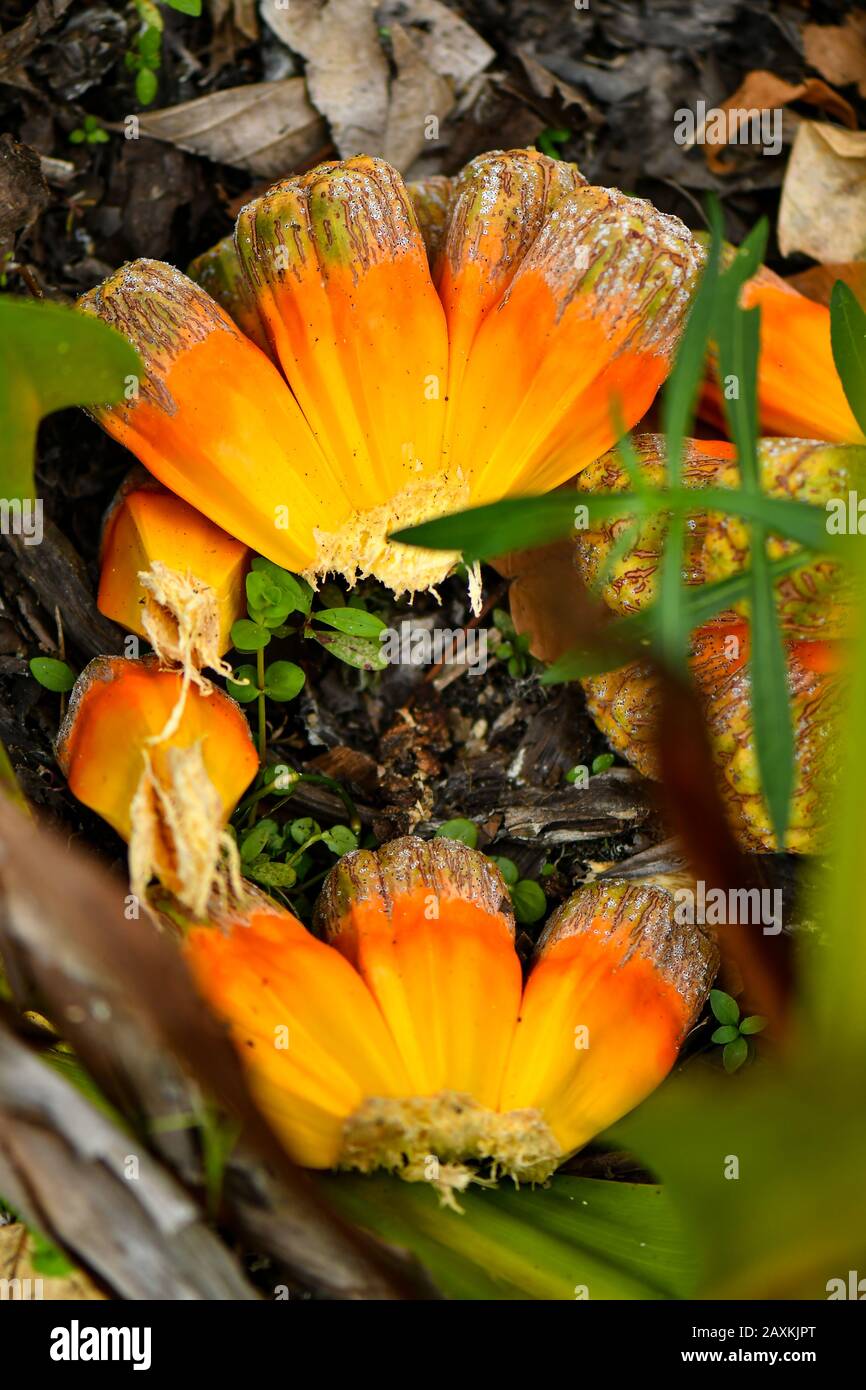 Common Screwpine tree and fruits Stock Photo - Alamy