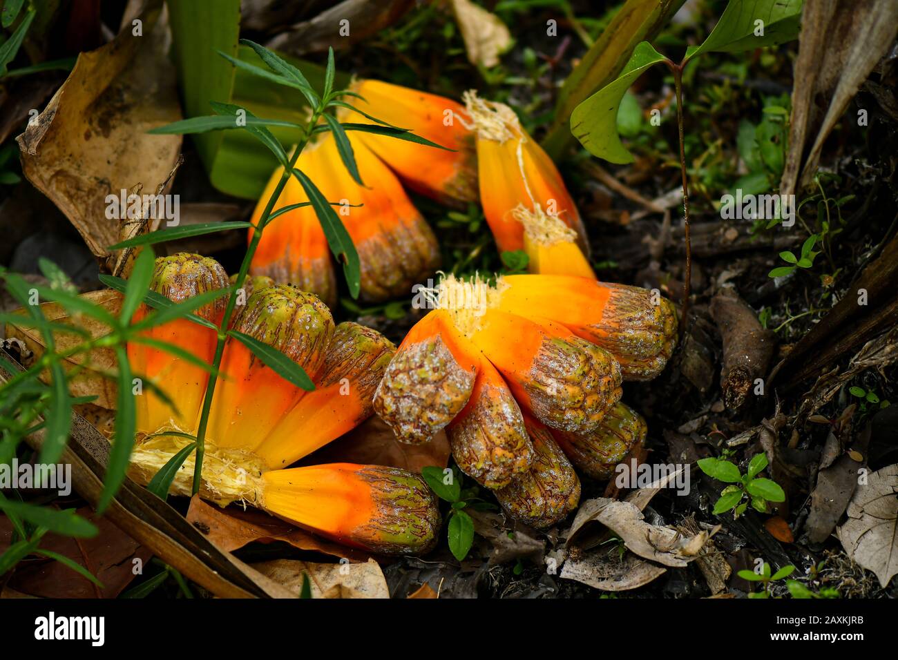 Common Screwpine tree and fruits Stock Photo - Alamy