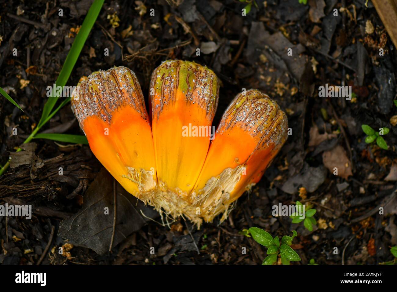 Common Screwpine tree and fruits Stock Photo - Alamy