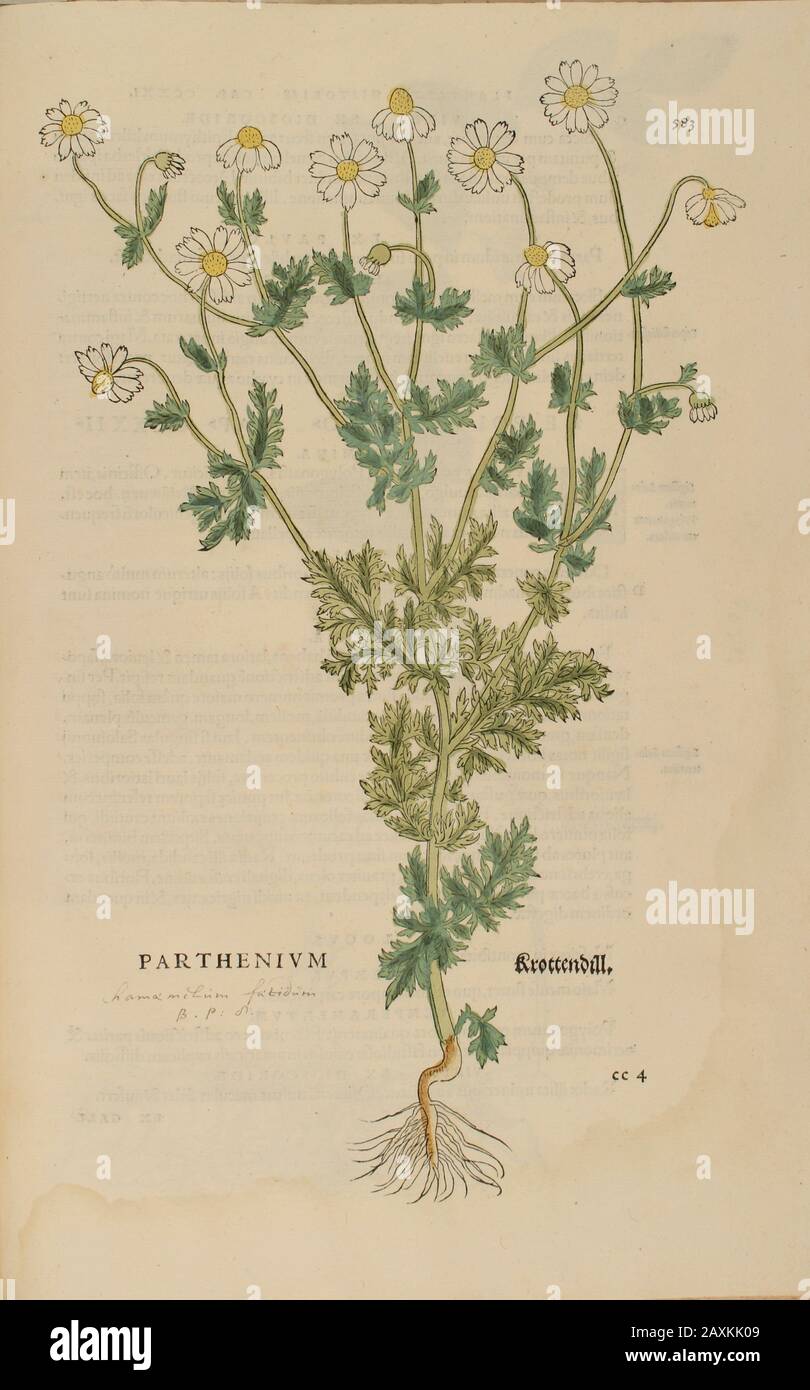 16th century, watercolor, hand painted woodcutting botanical print from ...