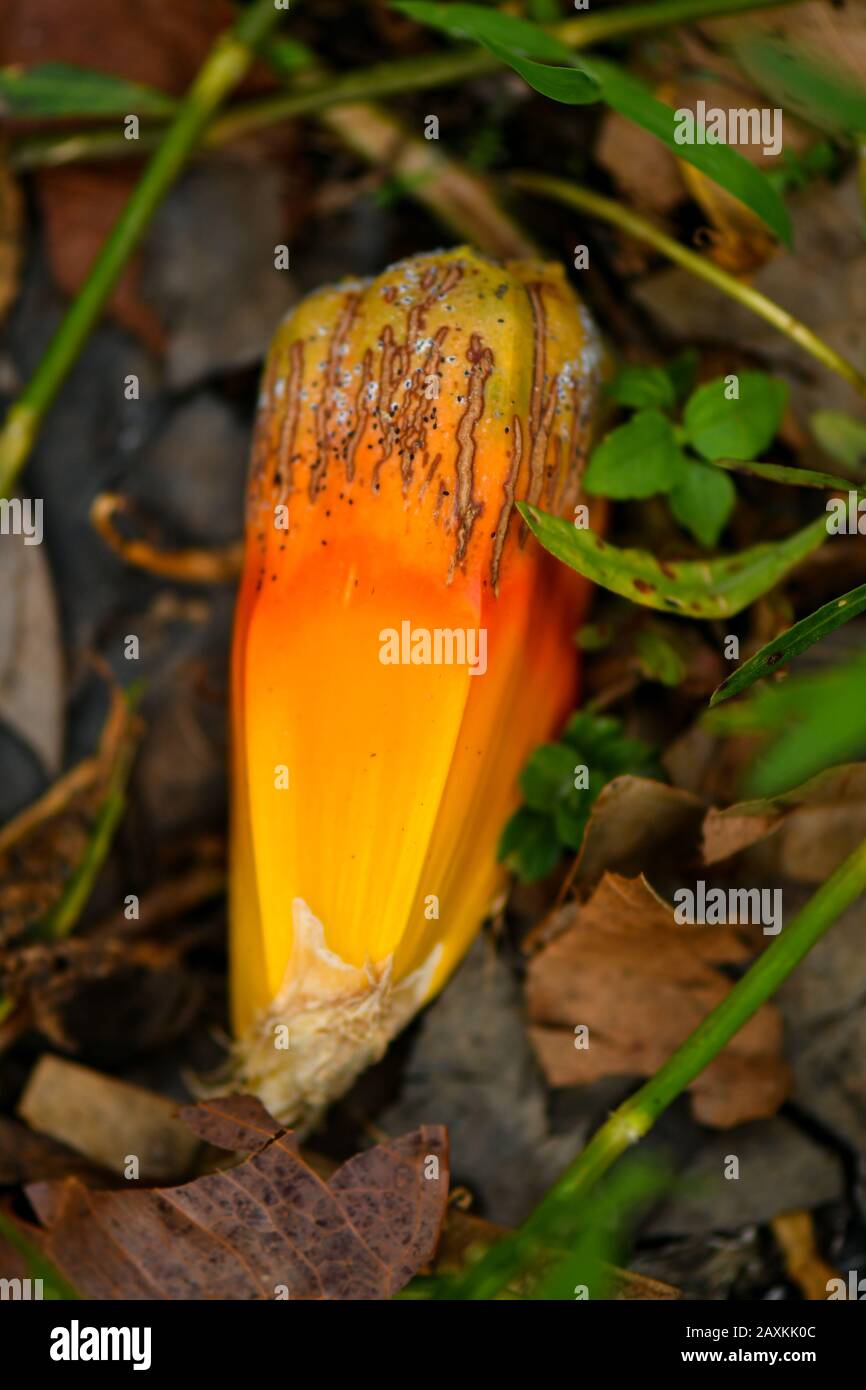Common Screwpine tree and fruits Stock Photo - Alamy