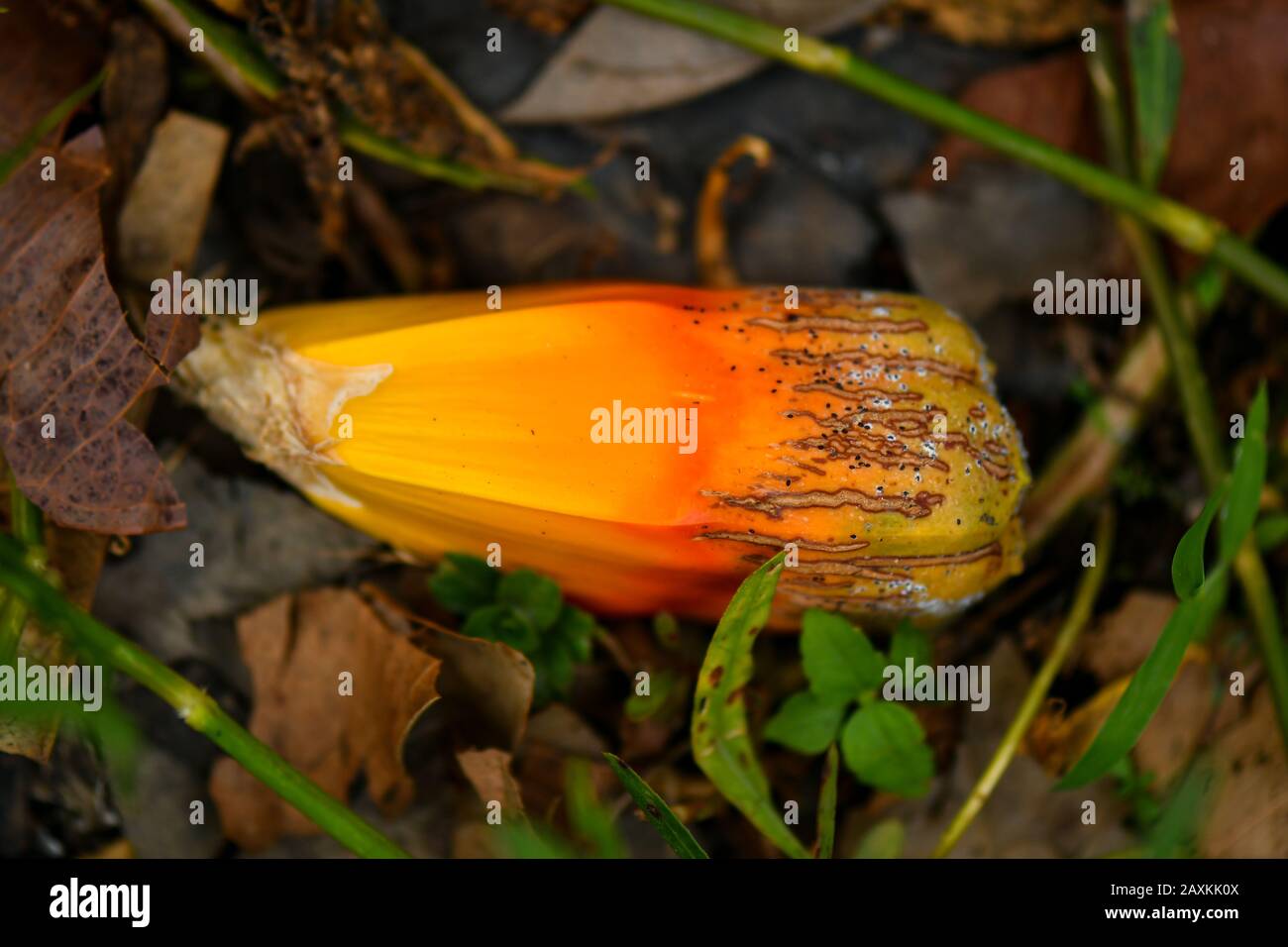 Common Screwpine tree and fruits Stock Photo - Alamy