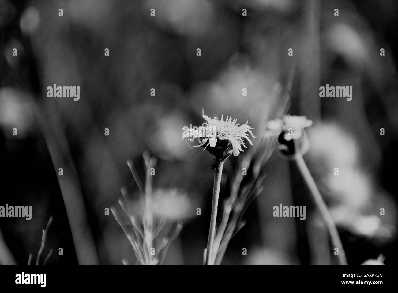 Tall garden grass Black and White Stock Photos & Images - Alamy