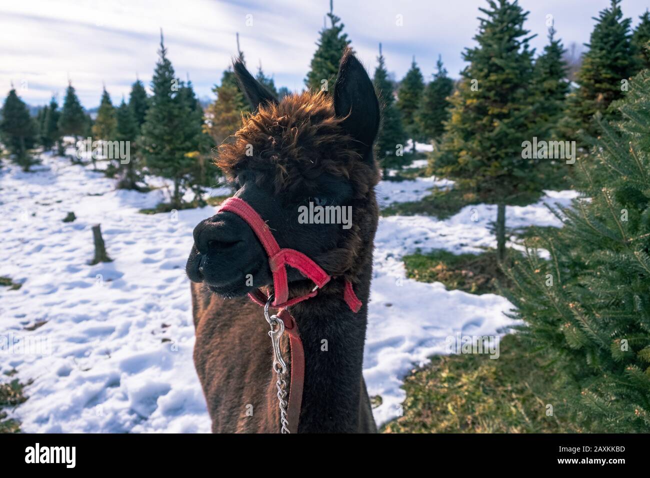 Closeup shot black alpaca hi-res stock photography and images - Alamy