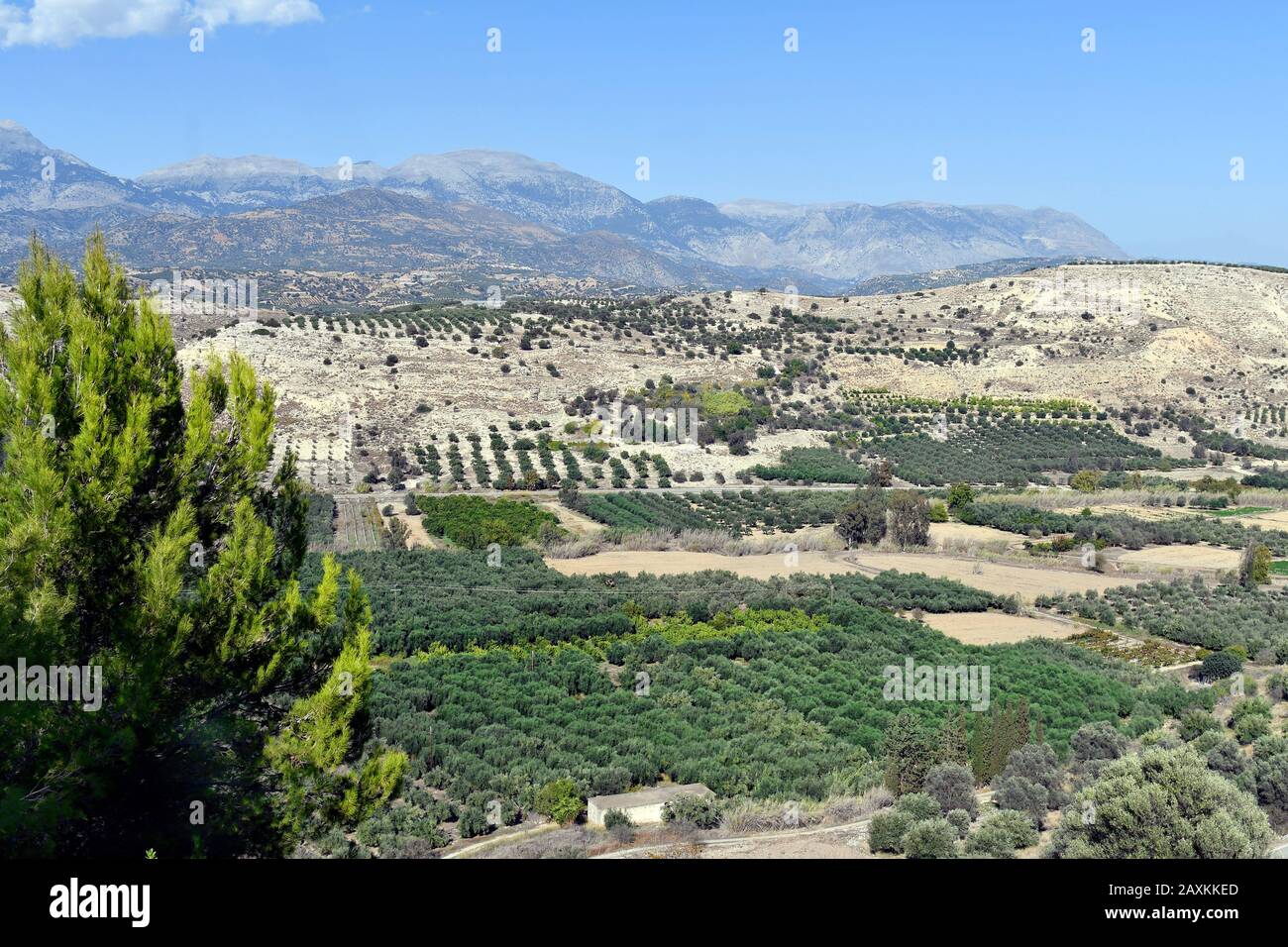 Greece, Crete Island, rural landscape with fields of olive trees Stock ...