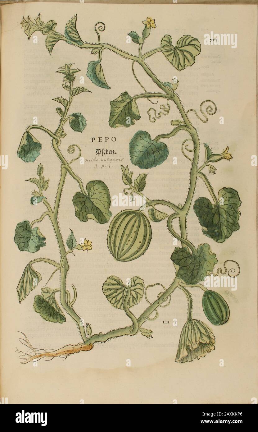 Pepo, 16th century, watercolor, hand painted woodcutting botanical ...