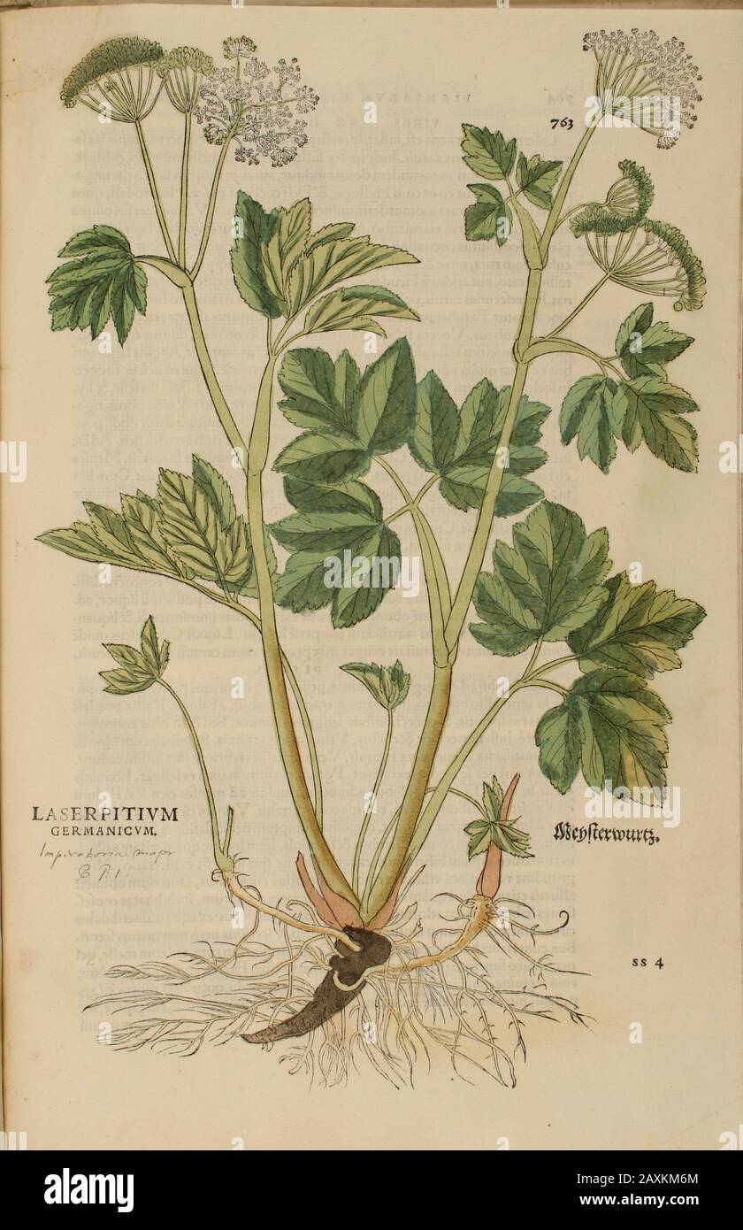 16th century, watercolor, hand painted woodcutting botanical print from ...