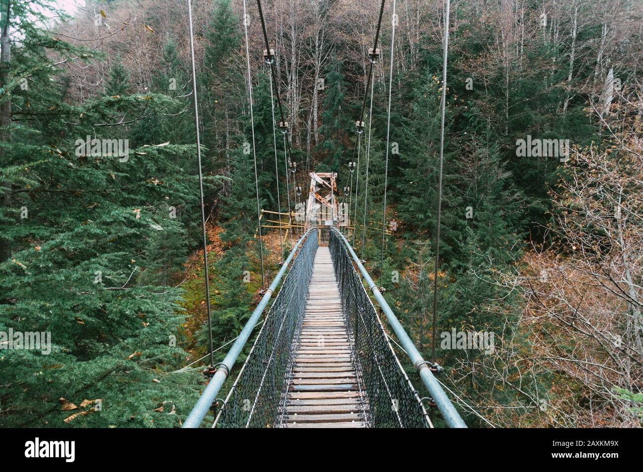Stunning shot of a hanging bridge in the middle of a forest surrounded ...