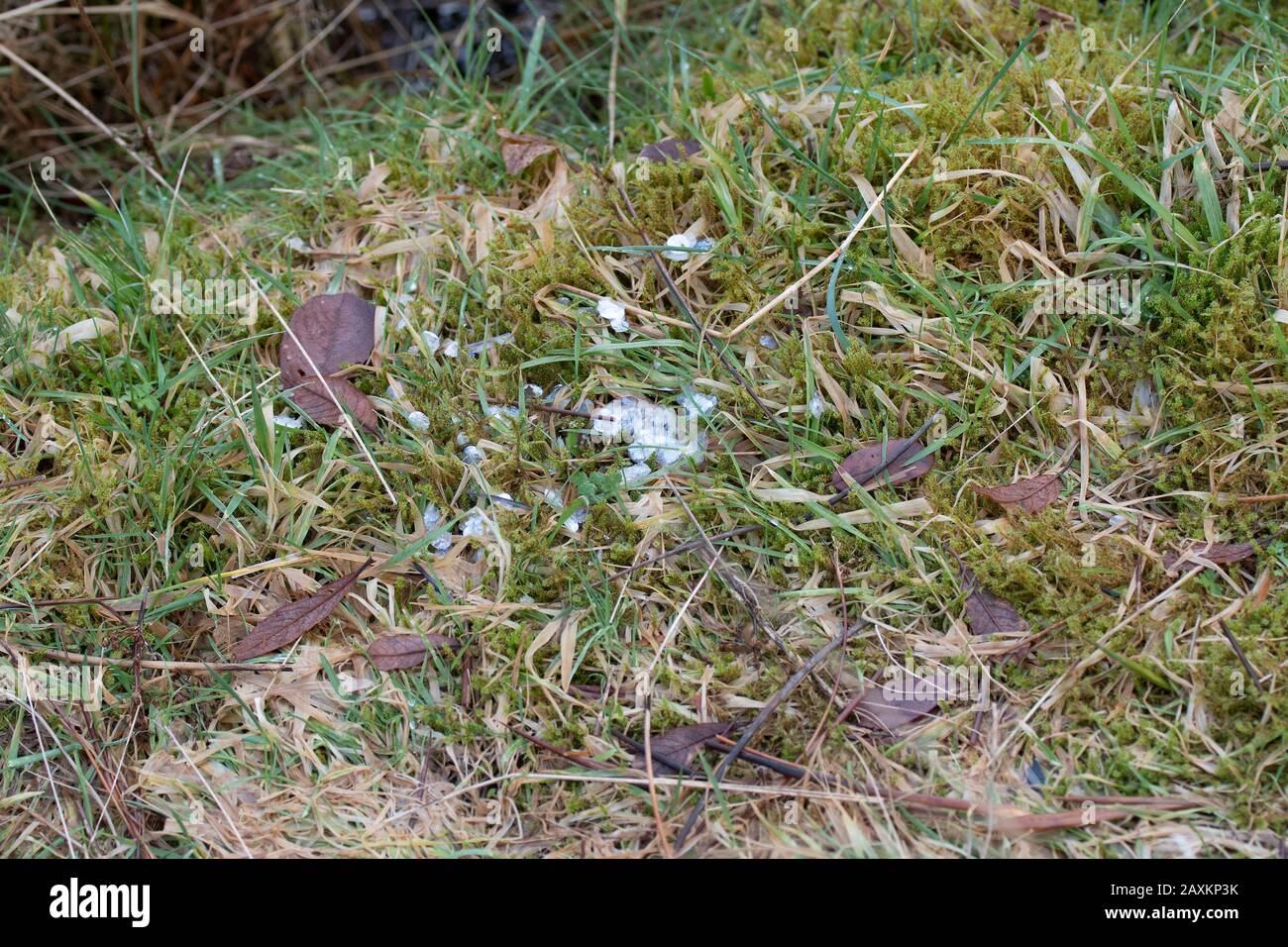 Scottish mammals signs and tracks hi-res stock photography and images ...