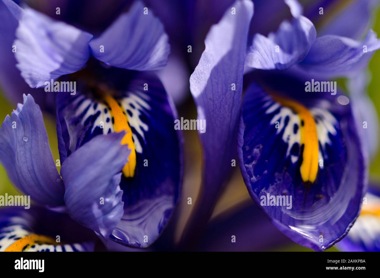 Details of some tiny blue lilies blooming in early spring Stock Photo ...