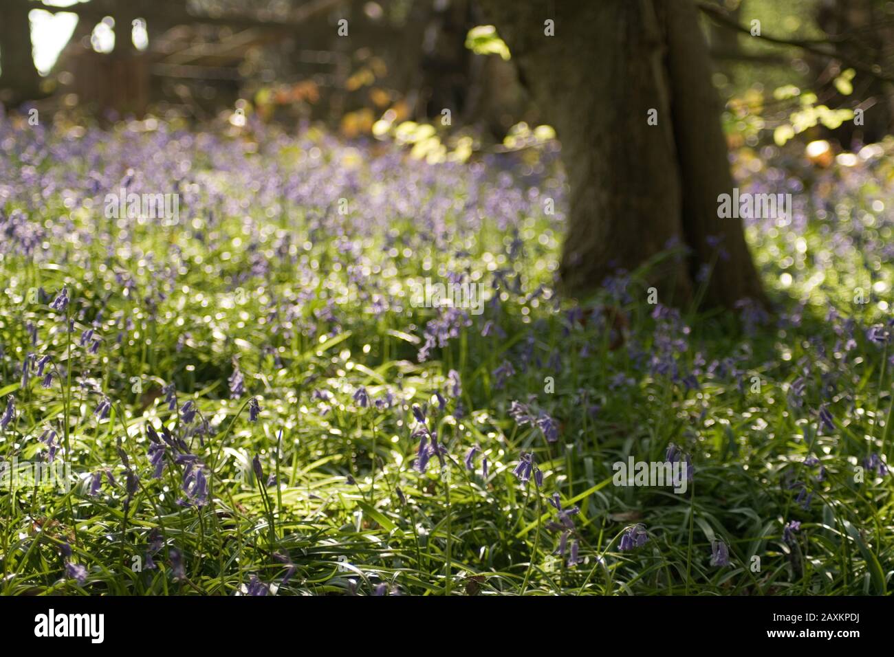 Forest ground covered with bluebell flowers in spring Stock Photo - Alamy