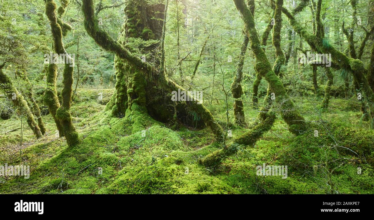 Nz fiordland national park hi-res stock photography and images - Alamy