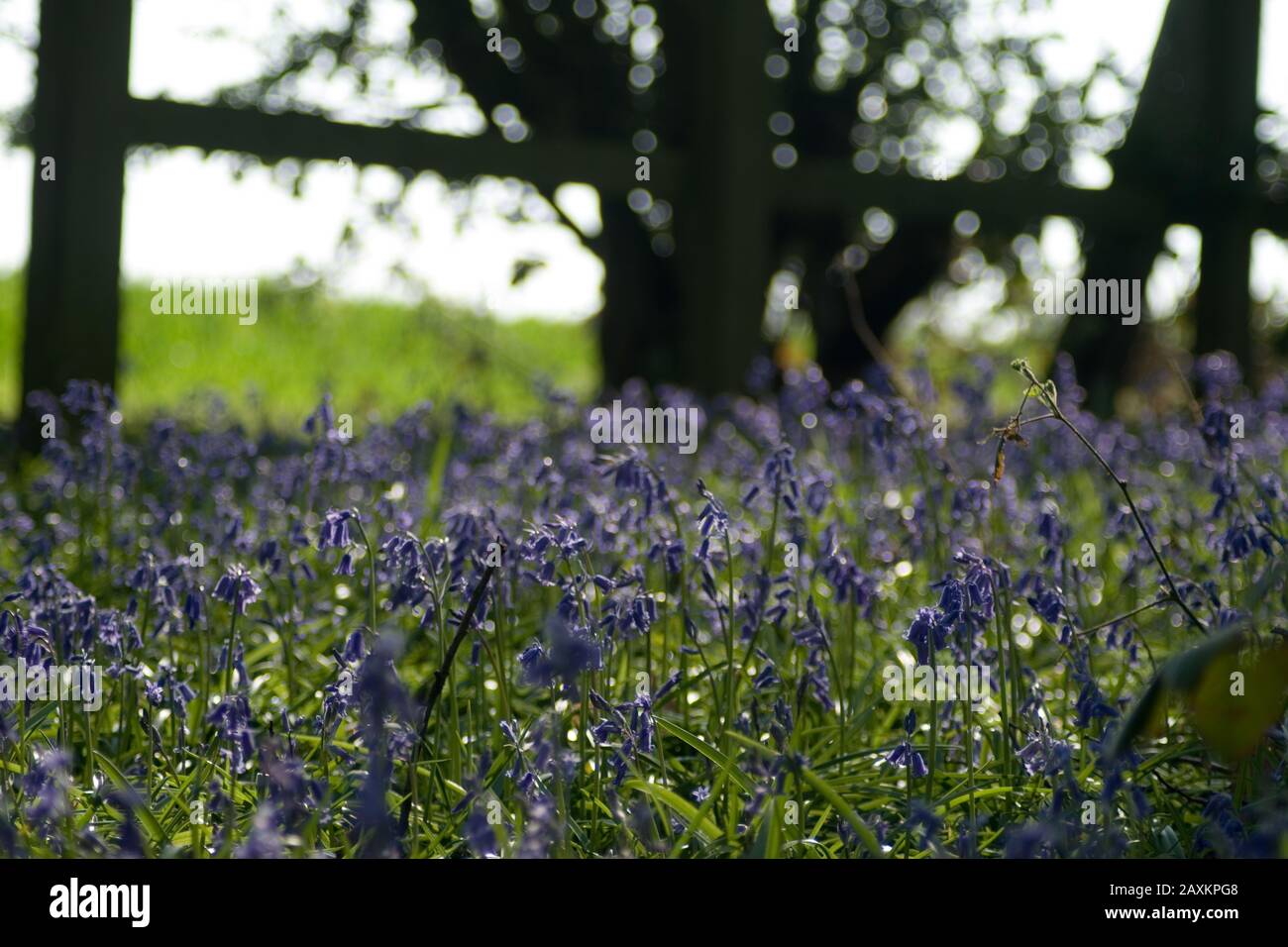 Forest ground covered with bluebell flowers in spring Stock Photo - Alamy