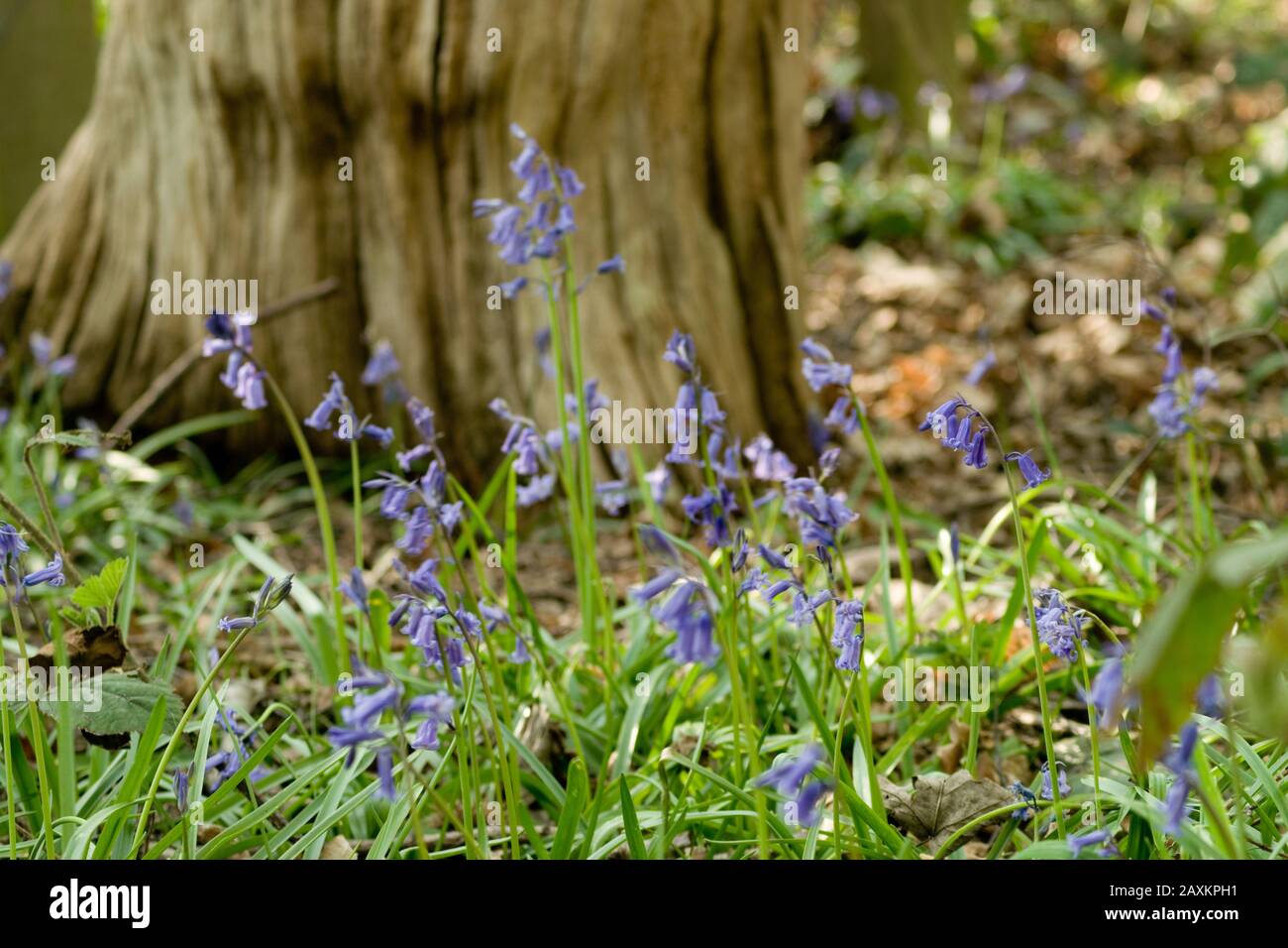 Forest ground covered with bluebell flowers in spring Stock Photo - Alamy